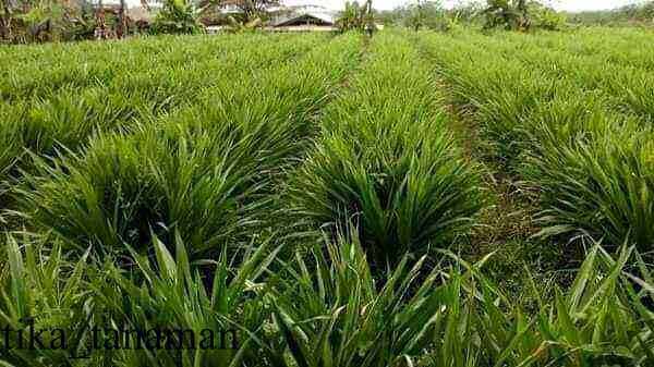 Bibit Rumput Odot Super | Bibit Rumput Odot Pakan Sapi | Bibit Rumput ...