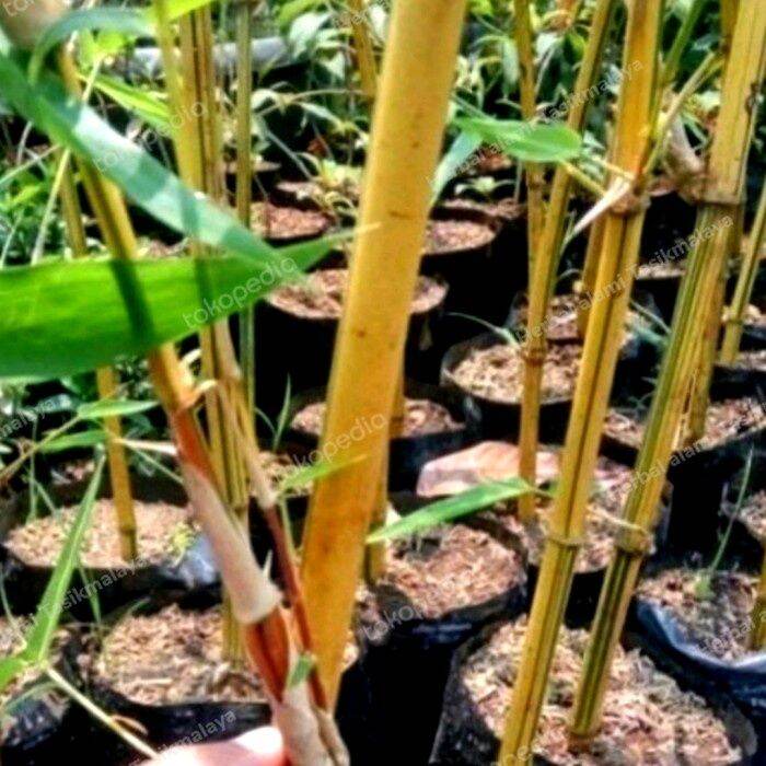 new bibit bambu kuning mini | Lazada Indonesia