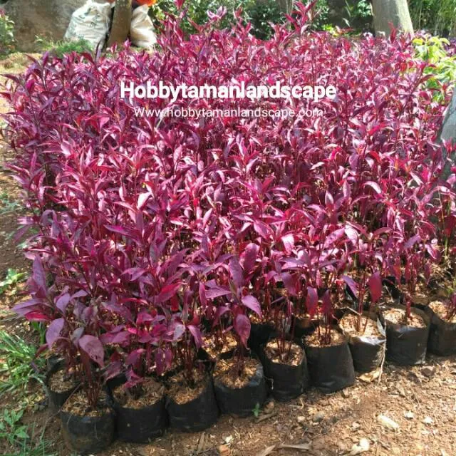 Tanaman Ervah Tanaman Erfah Tanaman Litle Ruby | Lazada Indonesia