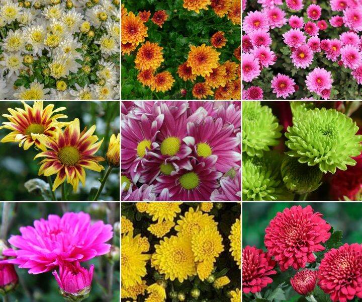 Beli 1 Gratis 1 Pohon 】Tanaman Bunga Krisan Aster (BISA PILIH WARNA ...