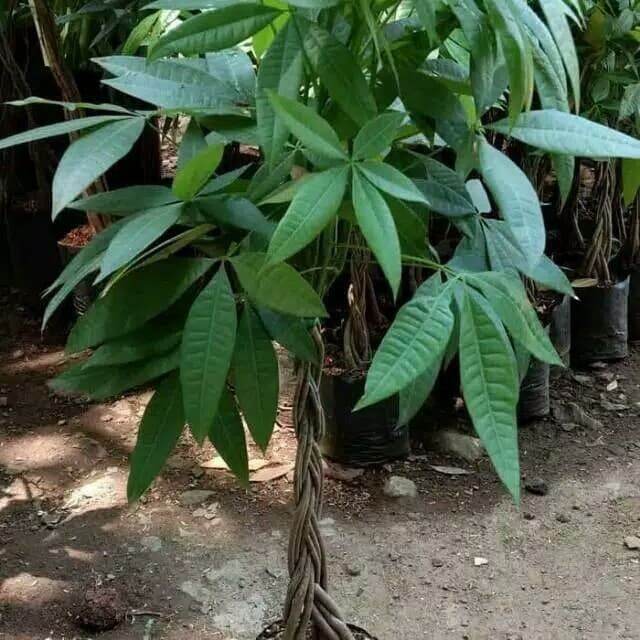 Tanaman hias pacira kepang 9-Tanaman hias money tree-Pohon pachira ...