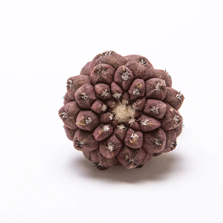 2-3cm Rare species of succulents, tropical Copiapoa hypogea "Lizard ...