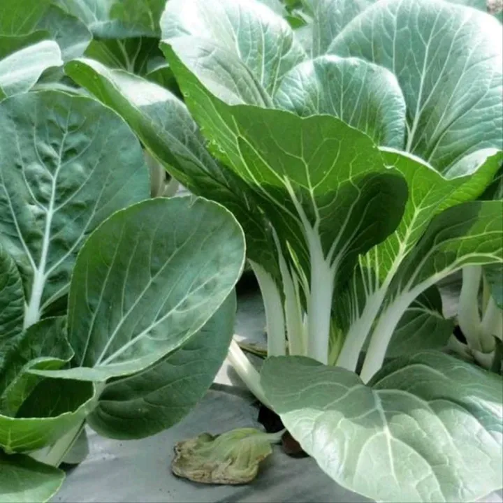 50 biji sawi caisim manis renyah Hidroponik | Lazada Indonesia