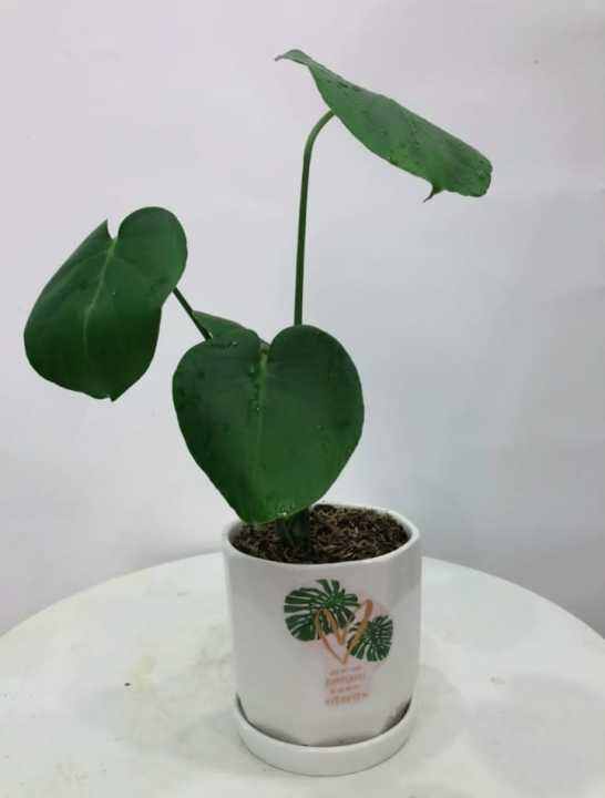 Monstera Deliciosa Super Baby | Lazada