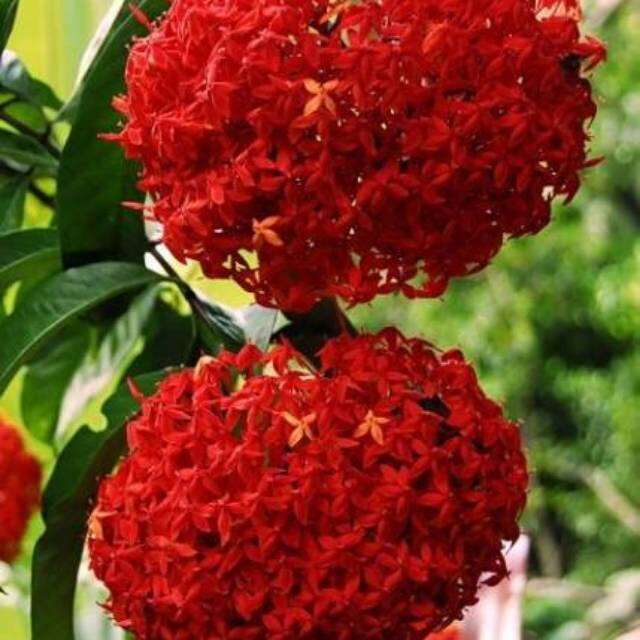 Tanaman hias bunga asoka/soka warna merah (Dwarf red ixora plant ...