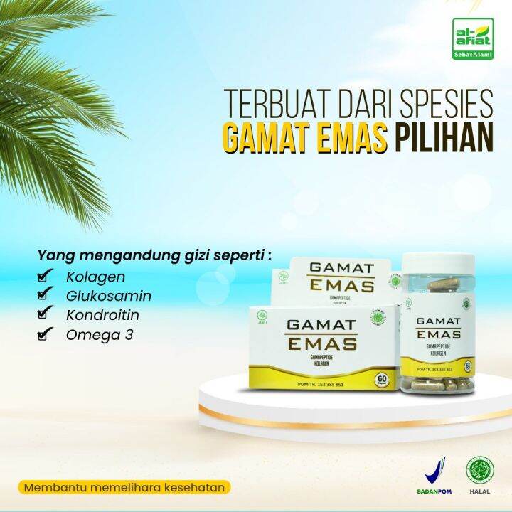Kapsul Gamat Emas Al Afiat 100% Asli Terlaris Ekstrak Teripang Emas ...