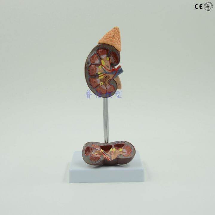Human kidney anatomical model urinary system Medical Science teaching ...