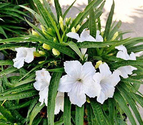 MDC- [ Bunga ] ANAK POKOK Dwarf White Ruellia / Dwarf White Mexican ...