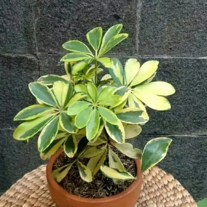 pohon wali songo variegata Asli - Tanaman Walisongo Varigata Asli daun ...