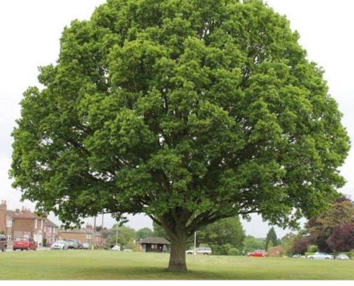 NARRA Tree Seeds Tropical Plants Tree High Germination | Lazada PH