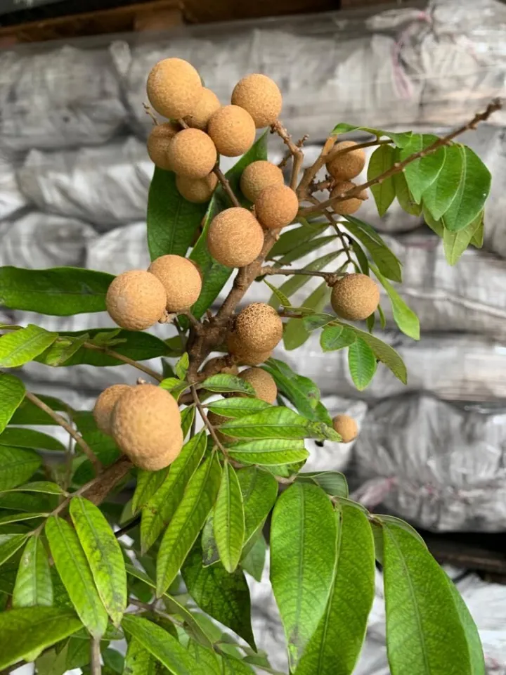 Longan Tree