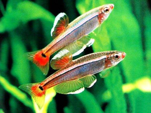 LONG FIN WHITE CLOUD MOUNTAIN MINNOW / TANICHTHYS ALBONUBES LYRETAIL ...