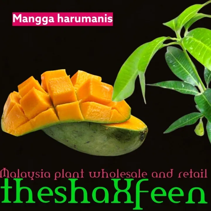 Pokok mangga harumanis theshaxfeen | Lazada