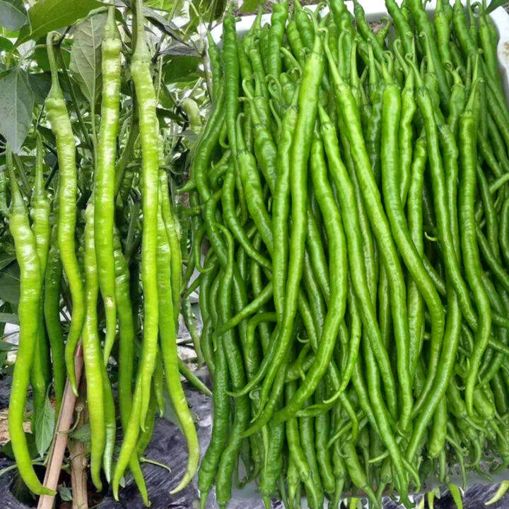 [Local Ready Stock] Long Chilli Seeds for Planting (Approx. 50 seeds ...