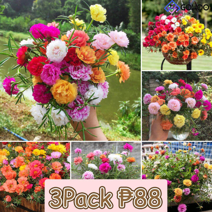 3pack 100PCS Double Petal Portulaca Seed Moss Rose Flower Seeds for ...