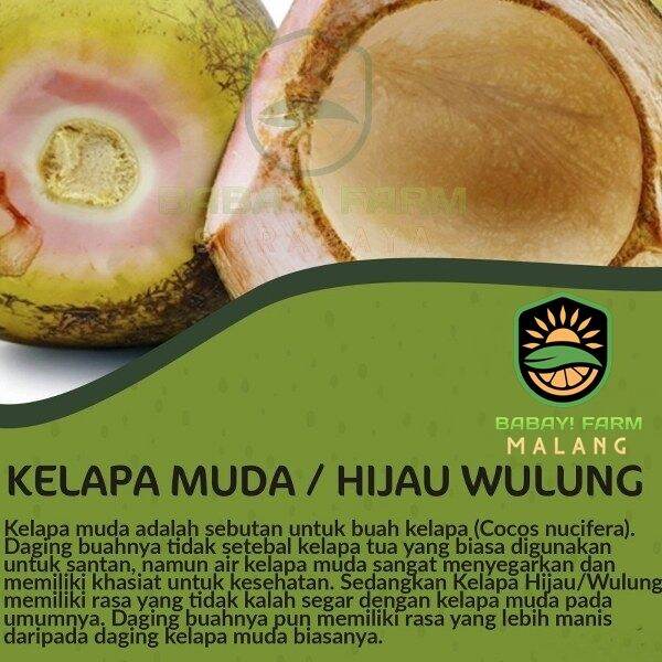 Buah kelapa muda / degan muda | Lazada Indonesia