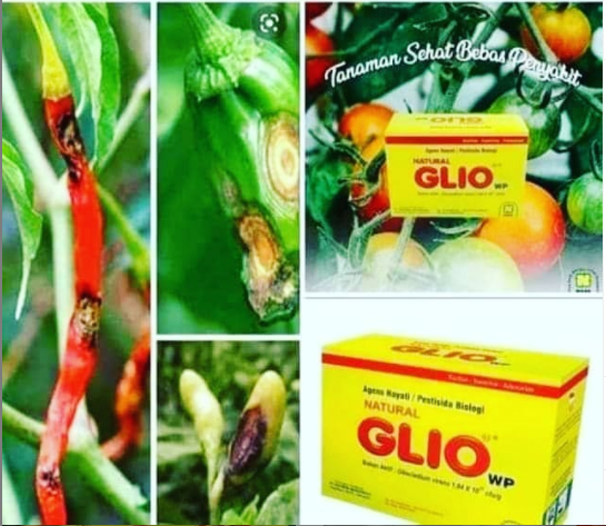 GLIOCLADIUM-GLIO NASA-GLIO PESTISIDA PENGENDALI HAMA PERUSAK AKAR ... GLIOCLADIUM-GLIO NASA-GLIO PESTISIDA PENGENDALI HAMA PERUSAK AKAR ...