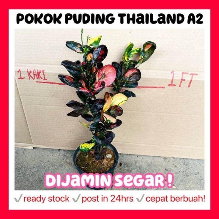 Rina • Pokok puding Thailand A2 • tumbuhan hidup tanaman croton outdoor ...