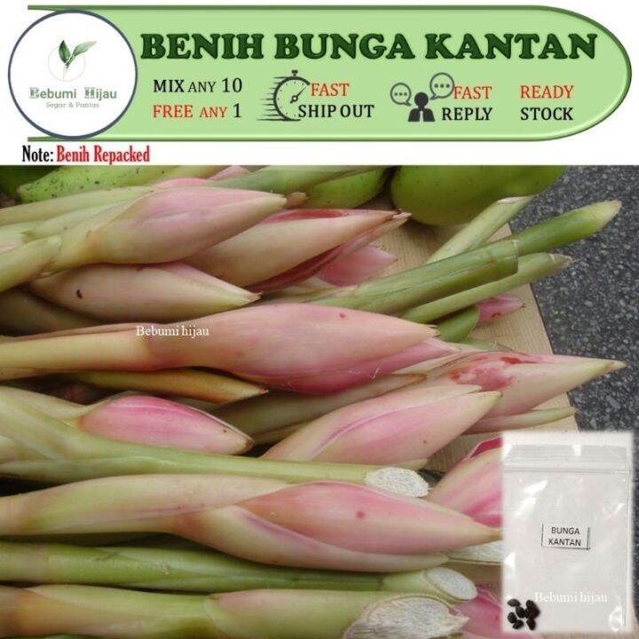 5 biji benih POKOK BUNGA KANTAN pokok laksa | Lazada