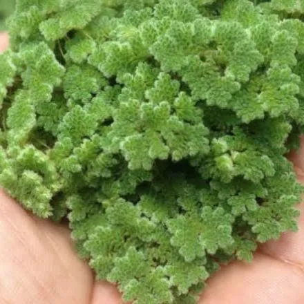 Azolla Pinata Azolla Microphylla tanaman air azolla Tanaman Air Apung ...