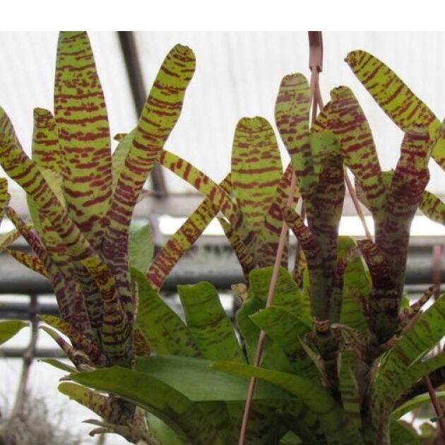 [ Ready Stock] Bromeliad Neoregelia Tiger Cub (Miniature Bromeliad ...