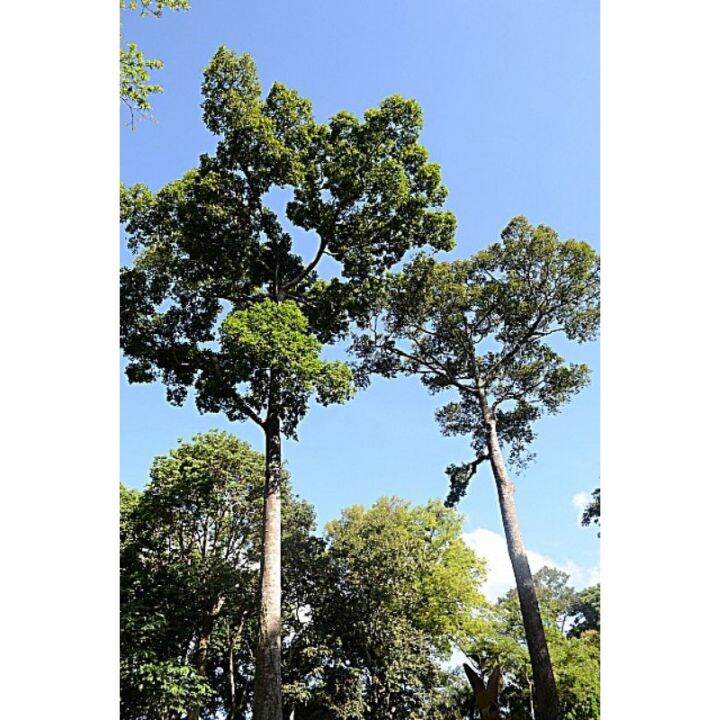 [Fast Germination] 50 seeds JThe germination rate of redwood trees is ...