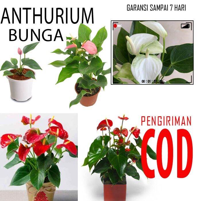 Tanaman Bunga Anthurium Bangkok - Anturium Bunga Warna pohon hidup ...