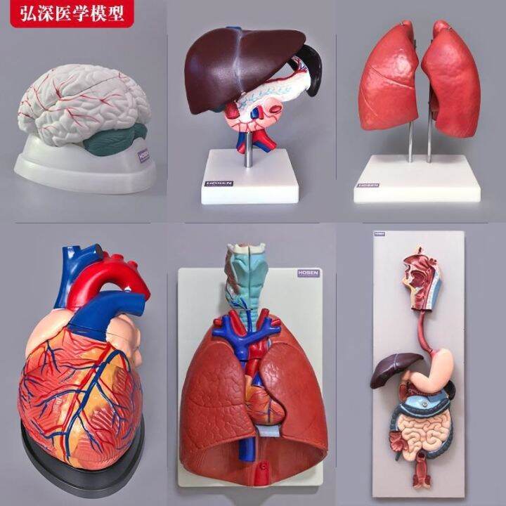 Model AIDS philistines human system anatomical anatomy medical men ...