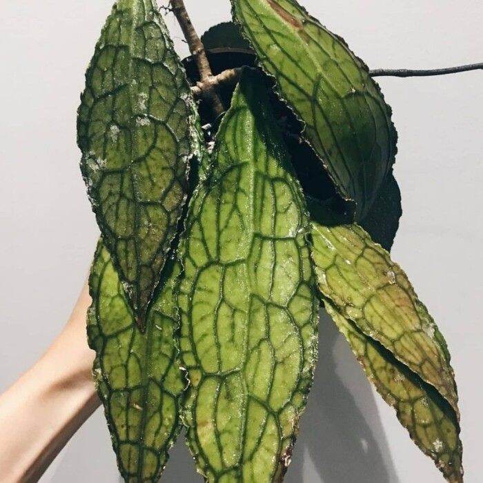 Hoya Clemensorium - Tanaman Hias | Lazada Indonesia