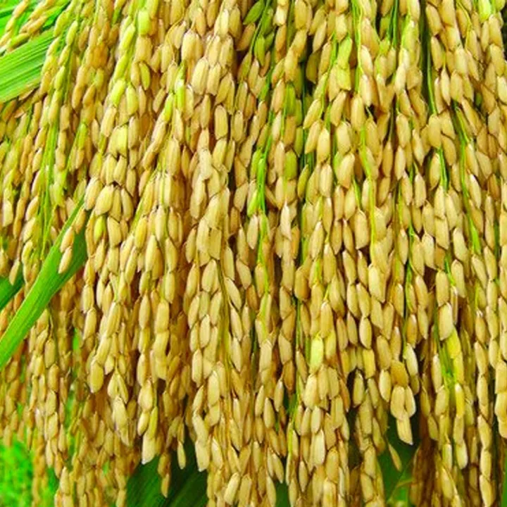 Chuangliangyouxiaozhan Rice Seed Indica Hybrid Rice High-yield Rice ...