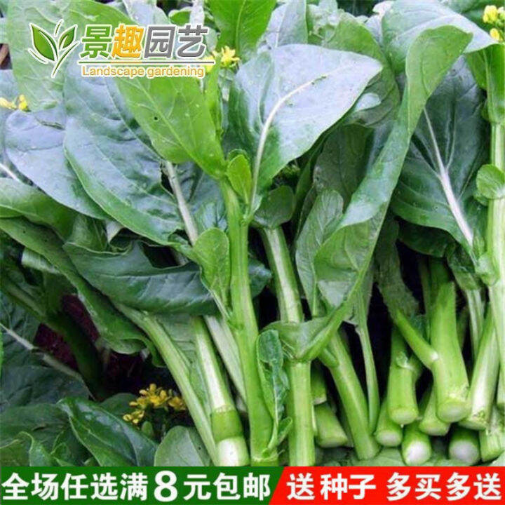 Sijiu Chinese flowering cabbage Chinese flowering cabbage seeds ...