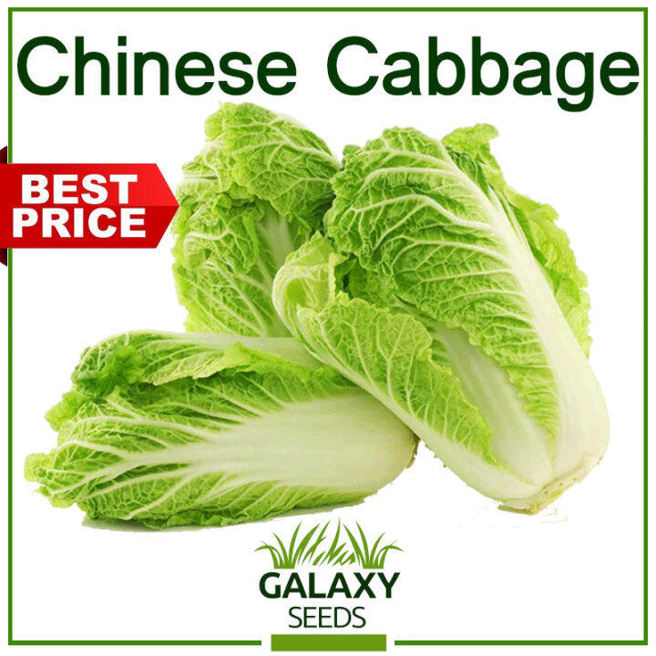 [Galaxy Seeds] Chinese Cabbage Seeds for Planting Vegetable Plants (20 ...