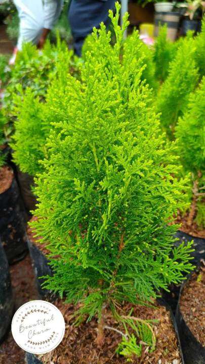 Fan Cypress or Thuja Pine with FREE plastic pot, pebbles and garden ...
