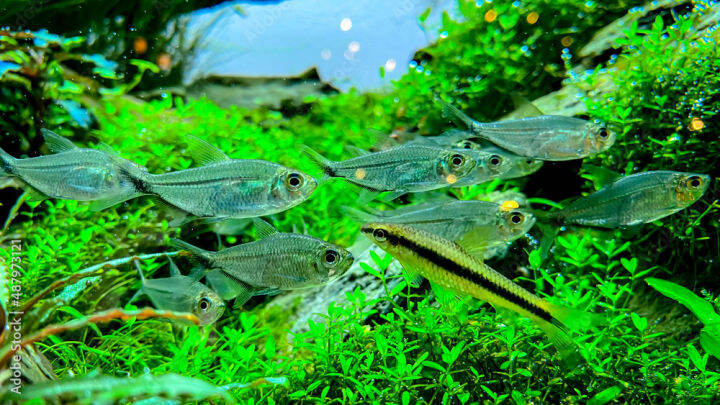 Costae Tetra /Blackline Tetra /Live Fish /Tetra /Freshwater {Sin Quan ...