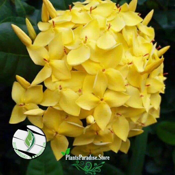 Tanaman hias Soka Jepang bunga kuning - Pohon Soka Jepang bunga kuning ...