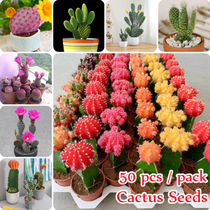 100PCS Mix Rare Cactus Seeds Garden Succulent Cactus Real Plant Live ...