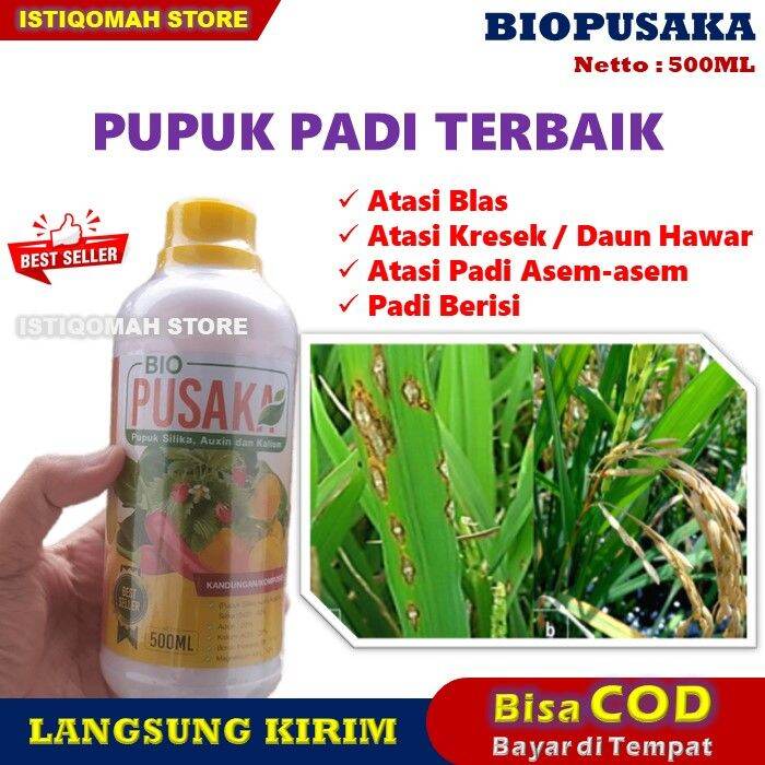 Pupuk Padi Atasi Penyakit Blas yang Bagus dan Manjur, Obat Semprot ...