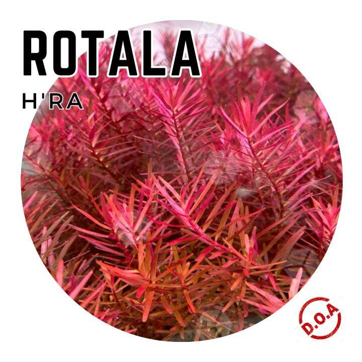[Aquatic Plant] Rotala Rotundifolia H'RA Vietnam HRA Red Pink Stem Plants Aquarium Aquascaping ...
