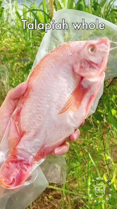 [Fresh Frozen] Tilapia Cleaned & Gutted 400-500g Vacuum Packed ...