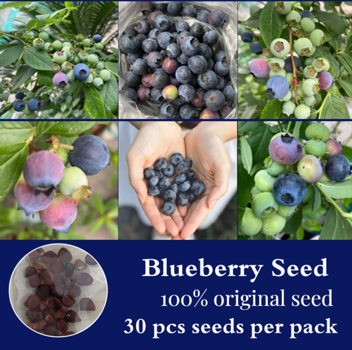 100% Original Rare Blueberry Seeds Tree Seeds for Planting (30 Seeds ...