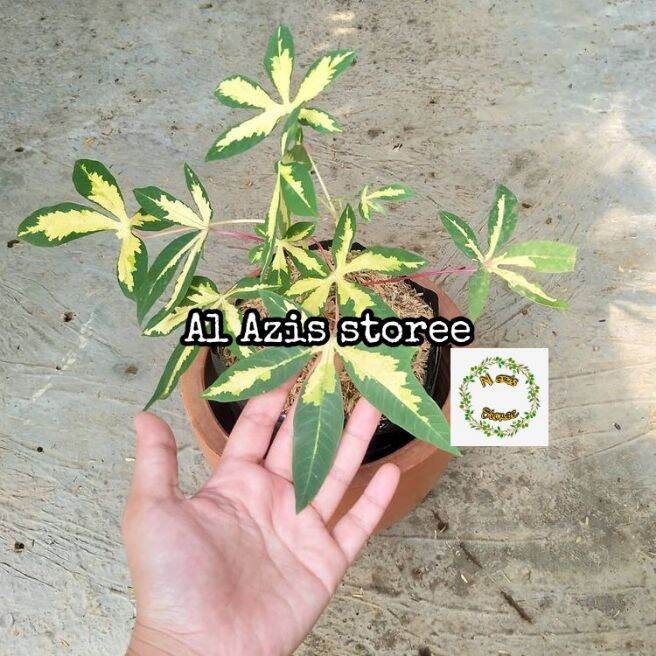 Tanaman Hias Daun Singkong Varigata / pohon hias singkong parigata ...