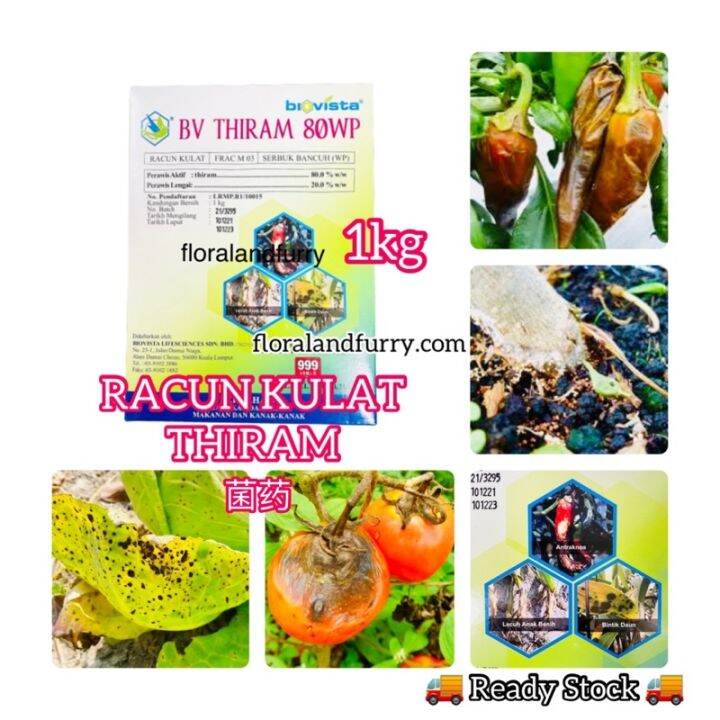 Fungicide 1kg BV Thiram 80WP Thiram 80.0% Racun Kulat Tanaman Pokok ...