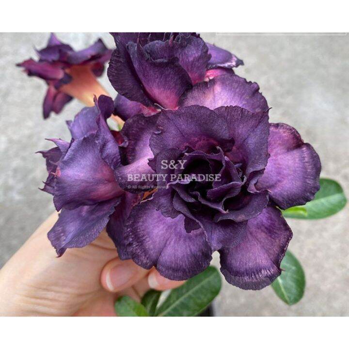 TAIWAN PURPLE Series Desert Rose50 Seeds Adenium Obesum(Purple Glazed ...