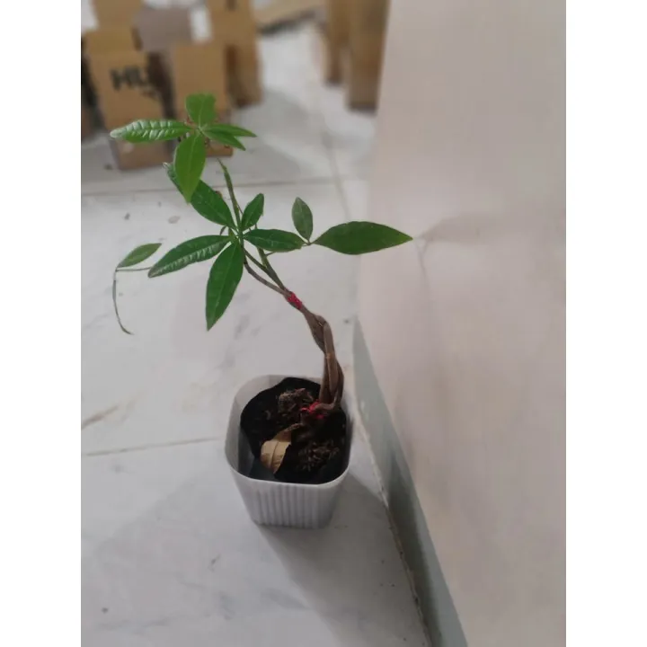Braided Money Tree Plant/Pachira Aquatica(It's a seed, not a plant ...