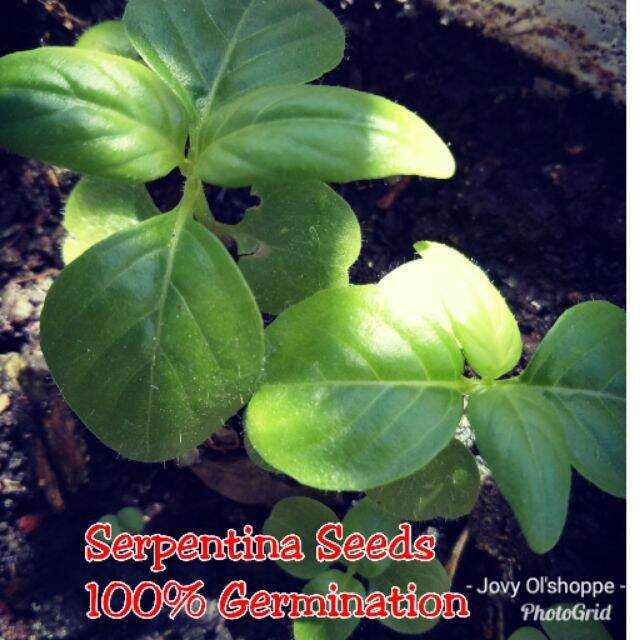 Serpentina or King of Bitter Seeds Herbal Plants | Lazada PH