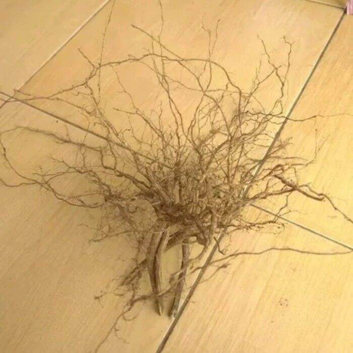 Ready akar kayu aquascape akar senggani | Lazada Indonesia