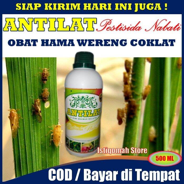 ANTILAT Pestisida Organik Obat Anti Hama Tanaman Mengatasi Wereng ...