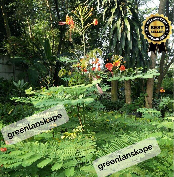 Tanaman Hias Red Peacock Flower ( Kembang Merak ) - merak merakan ...