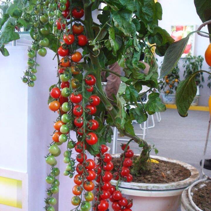 isi paket: 20 benih biji tomat cherry Cherry Tomato Seeds (20 Seeds | Lazada Indonesia