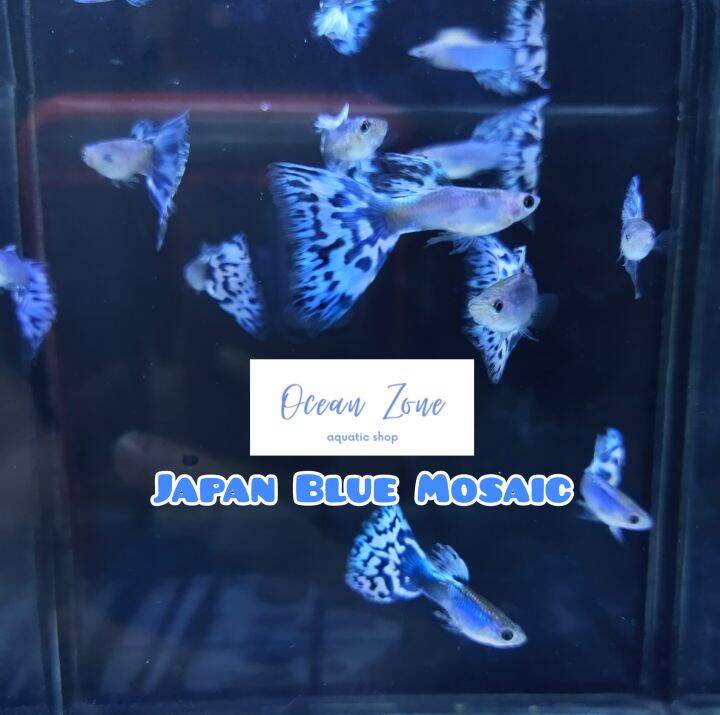 【Ocean Zone】Japan Blue Mosaic Guppy (1 Pair) Pure Strain – Ikan Guppy ...